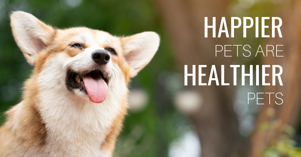 Happier Pets Are Healthier Pets | Hillside Animal Hospital