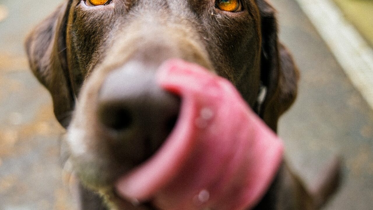 Bland Diet Feeding Instructions | Hillside Animal Hospital